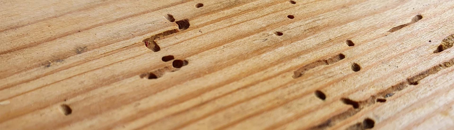 Help! Houtworm in huis! Lees hier wat u ertegen kunt doen.